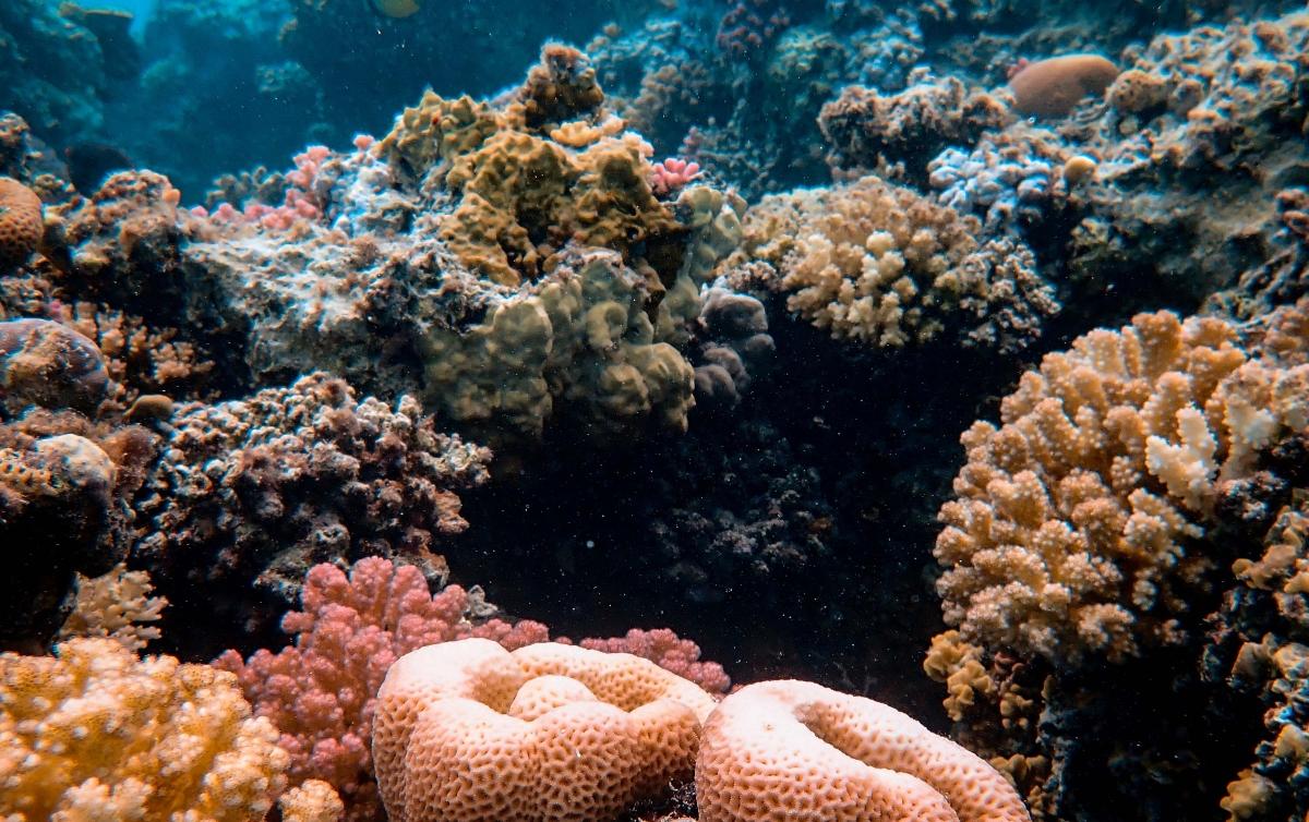 Fun Facts About Coral Reefs You Might Not Know