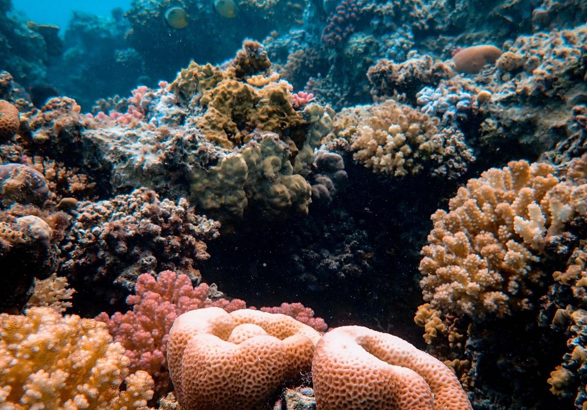 Fun Facts About Coral Reefs You Might Not Know