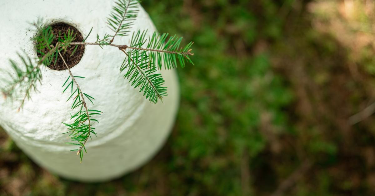 Biodegradable Coffin by Loop Biotech Benefits Nature