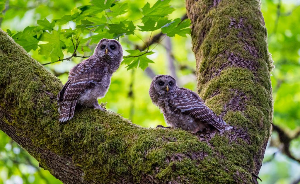 FWS Proposes Killing a Half Million Barred Owls — Details