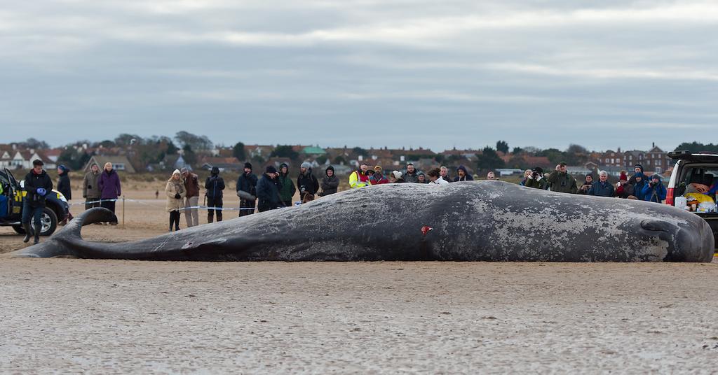 Beached Whale Found Along the Oregon Coast, Raising Serious Cause for ...