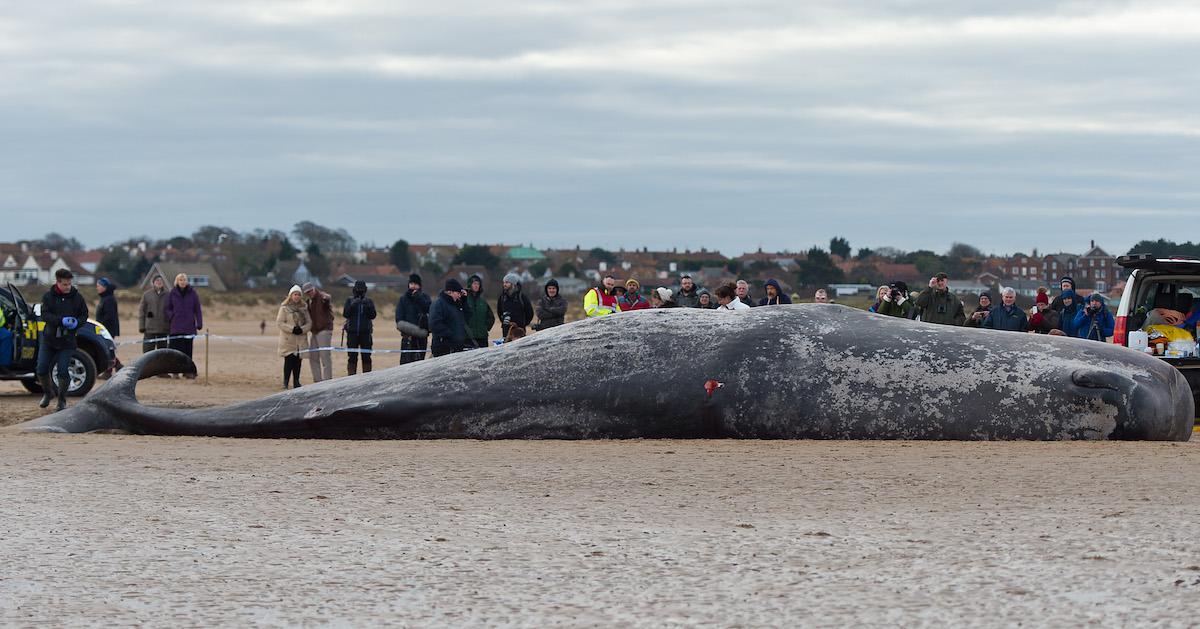 Beached Whale Found Along the Oregon Coast, Raising Serious Cause for ...