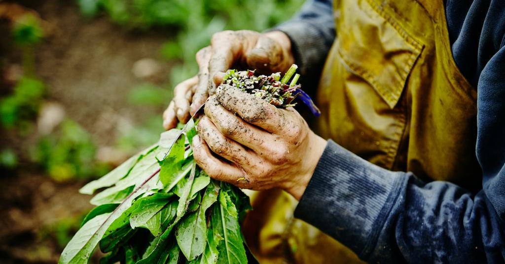 What Is Alley Cropping? Behind the Sustainable Farming Method