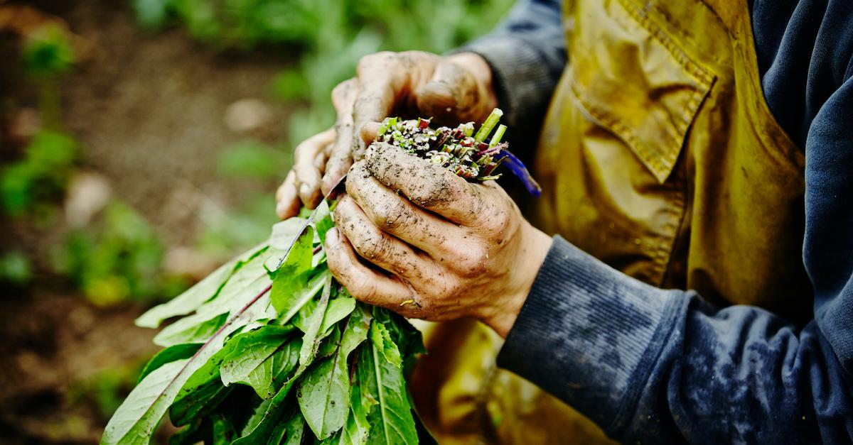 What Is Alley Cropping? Behind the Sustainable Farming Method