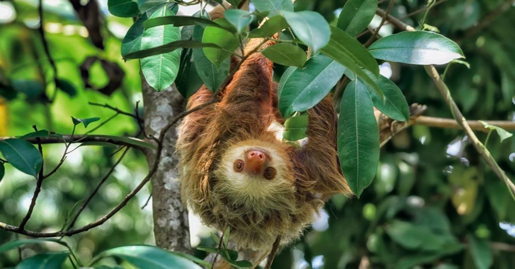 What Is Sloth Fever? All About the Opopouche Virus