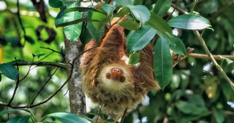 What Is Sloth Fever? All About the Opopouche Virus
