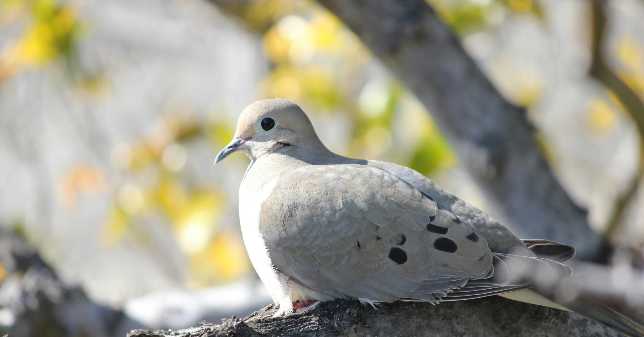 What Happened to Mourning Doves? Why the Birds Have Been Absent