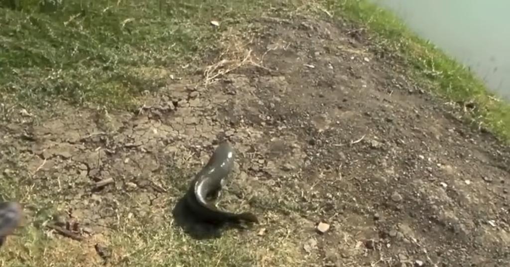 Are Snakehead Fish Dangerous to Humans? Invasive Fish Alert