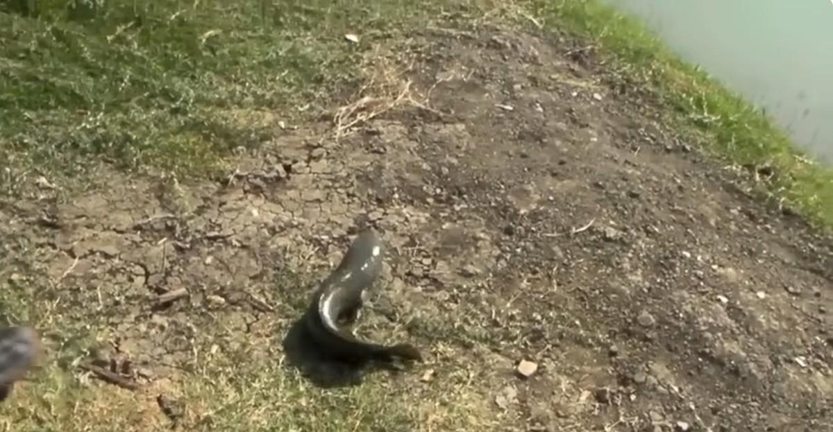 Are Snakehead Fish Dangerous to Humans? Invasive Fish Alert