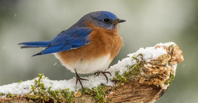 Bluebirds Have Deep Spiritual Meanings Across the World