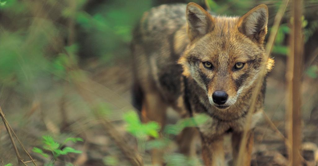 Conservation Efforts to Revive Red Wolf Population Are in Effect