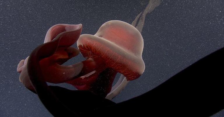 Giant Phantom Jellyfish Spotted off the Coast of California
