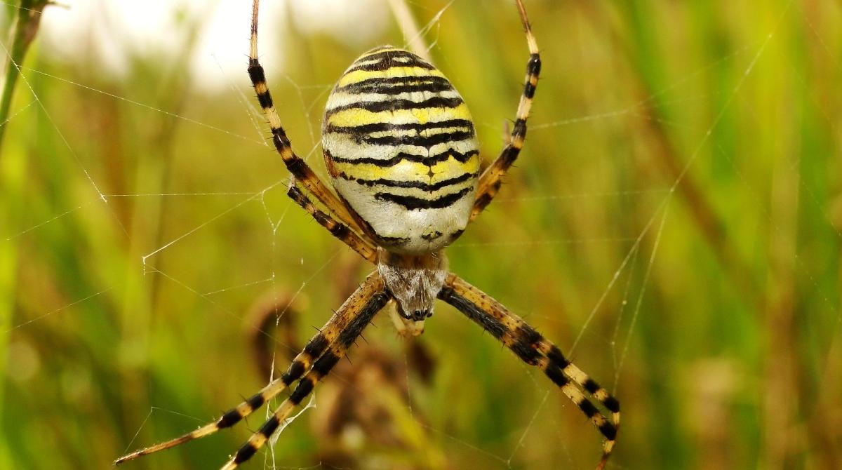 Your Guide to Fascinating Animals That Hang Upside Down