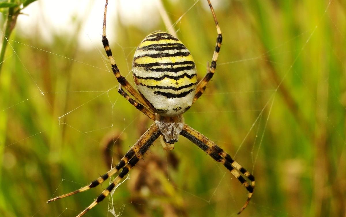 Your Guide to Fascinating Animals That Hang Upside Down