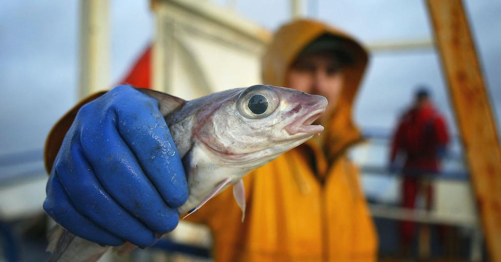Is Gleaning More Sustainable Than Fishing?