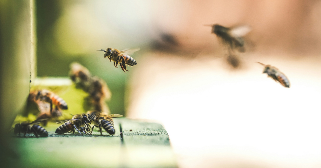 Can Bees Fly at Night?