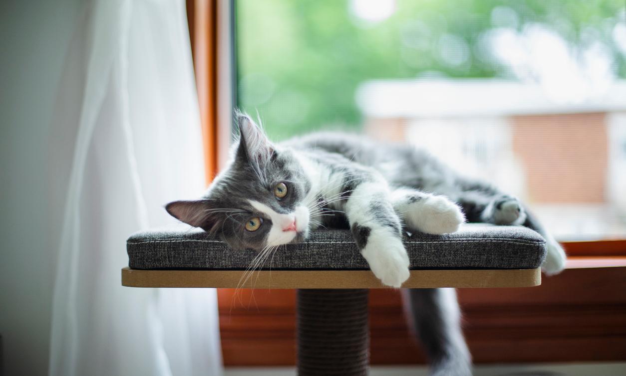 Here's How to Humanely Keep Your Dog out of the Litter Box