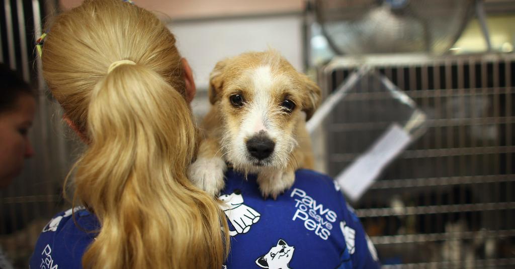 People Are Surrendering Their “Pandemic Pets” — Here's How to Rehome a Dog