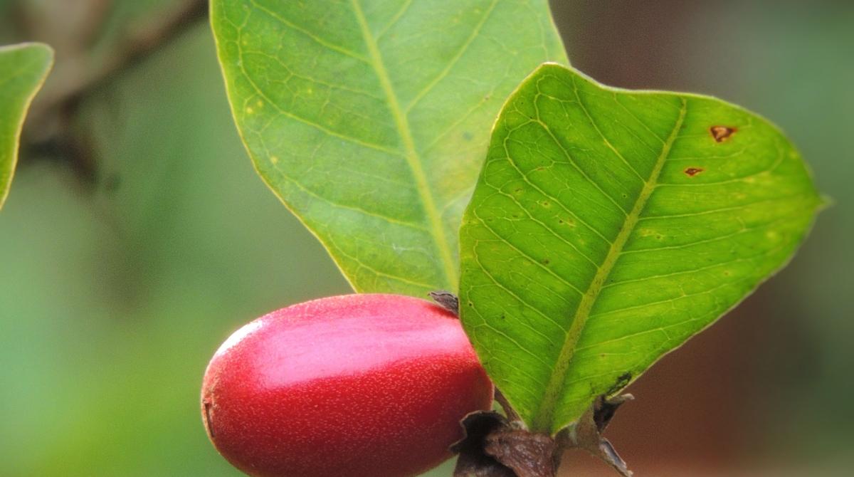 Why Is Miracle Fruit Illegal? Plus, Where You Can Buy It