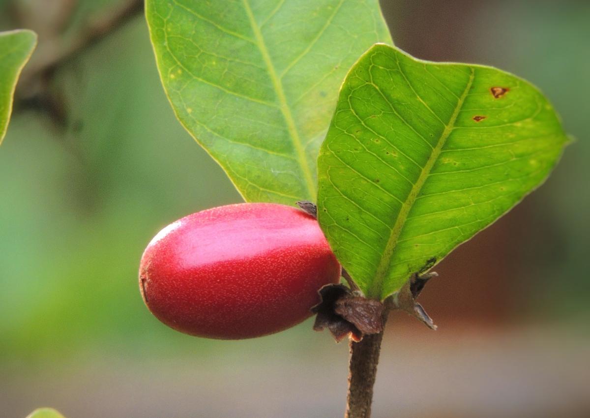 Why Is Miracle Fruit Illegal? Plus, Where You Can Buy It