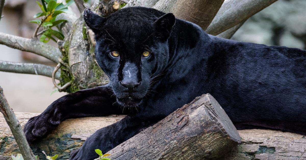 Black Jaguar-White Tiger Foundation Shut Down Details