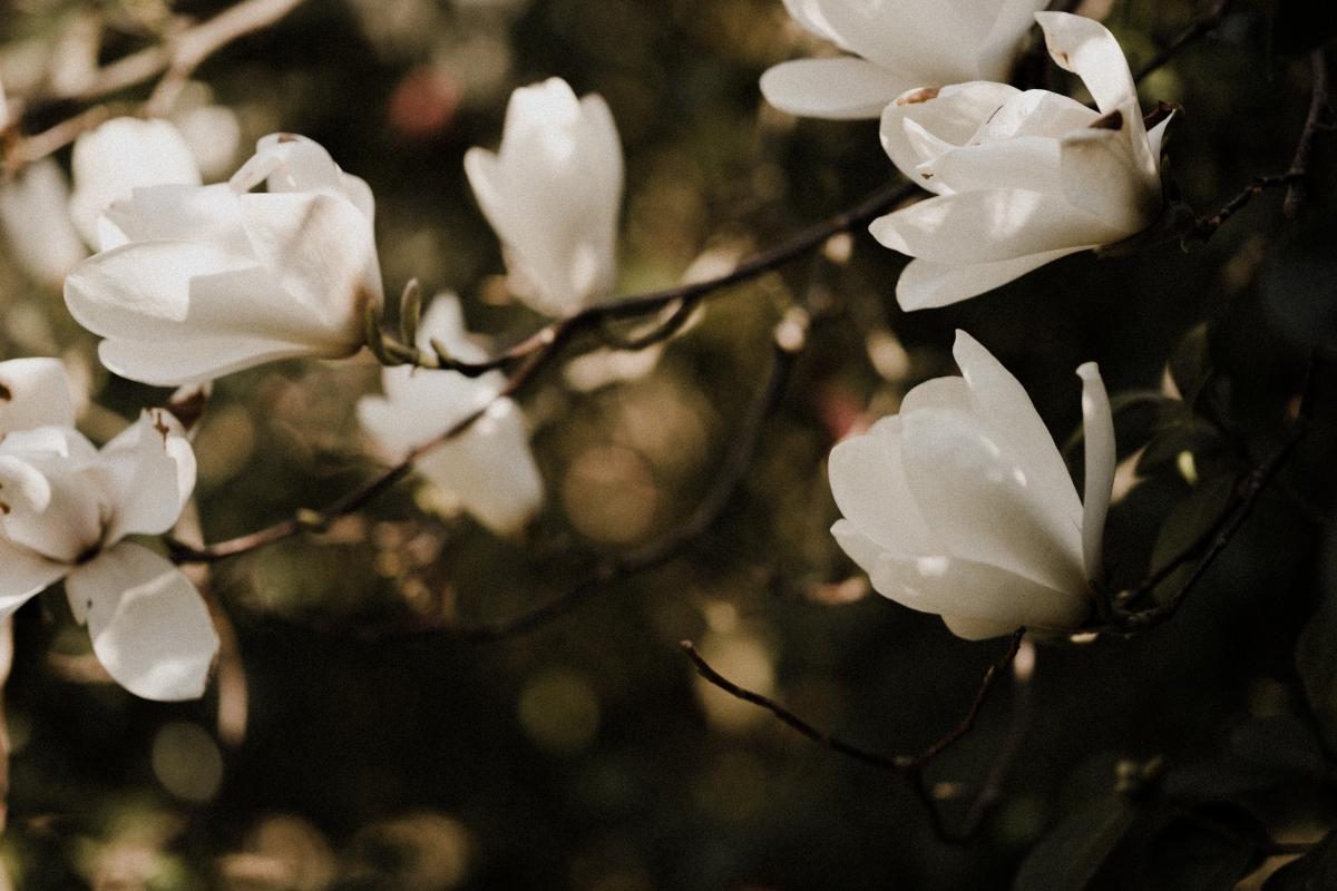Magnolia Flower Meaning: Luck, Longevity, and Endurance