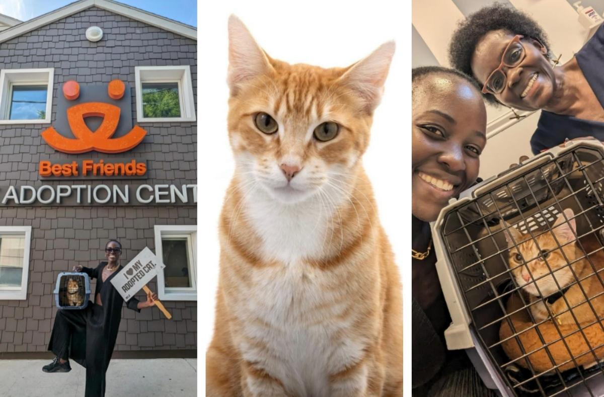 Lupita Nyong'o Adopts Cat from Best Friends Animal Society