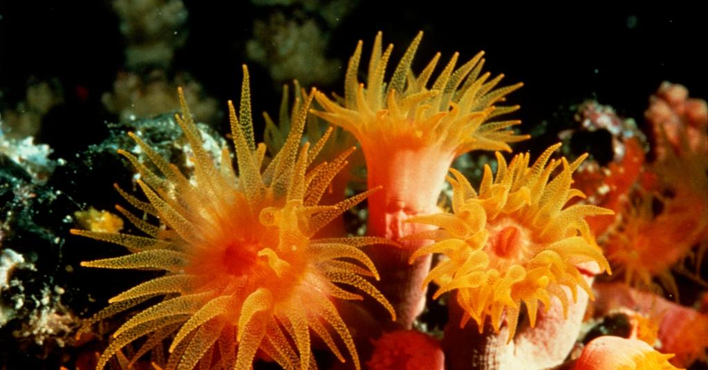 Oceanic Spiders: What to Know About These Underwater Creatures