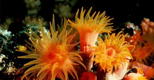 Oceanic Spiders: What to Know About These Underwater Creatures