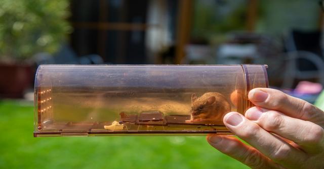 How to Get Rid of Mice the Natural Way Without Having to Kill Them