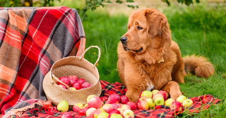 Can Dogs Have Apples? What to Know About Your Pup and Fruit