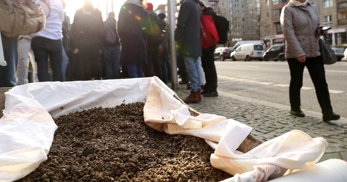 Why Are Bees Disappearing?