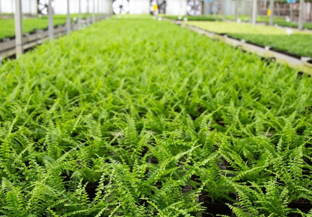 What Are Exotic Angel Plants? Check Out These Cool Houseplants