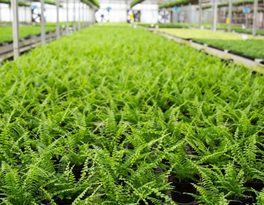 What Are Exotic Angel Plants? Check Out These Cool Houseplants
