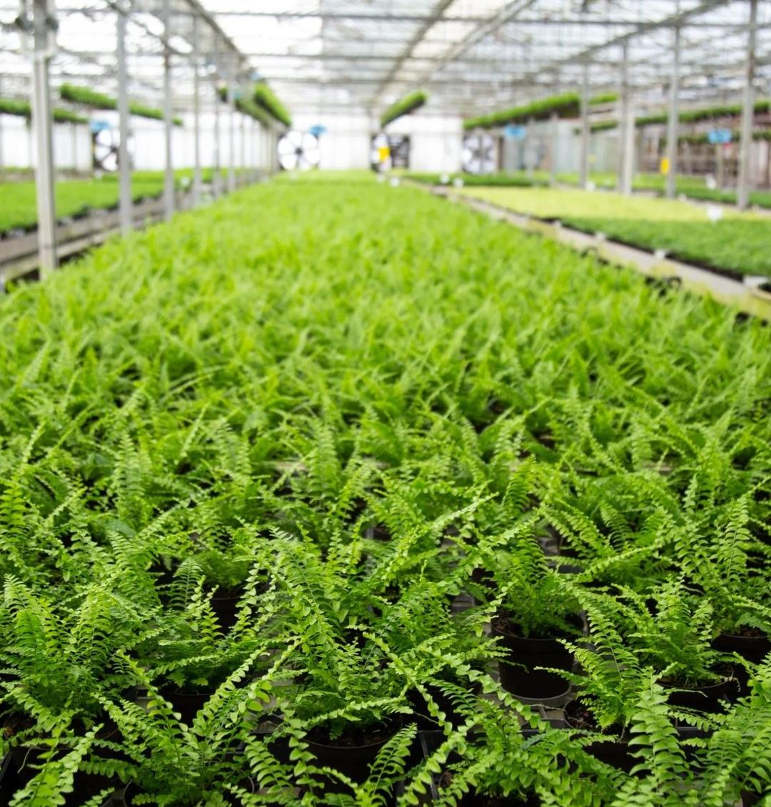 What Are Exotic Angel Plants? Check Out These Cool Houseplants