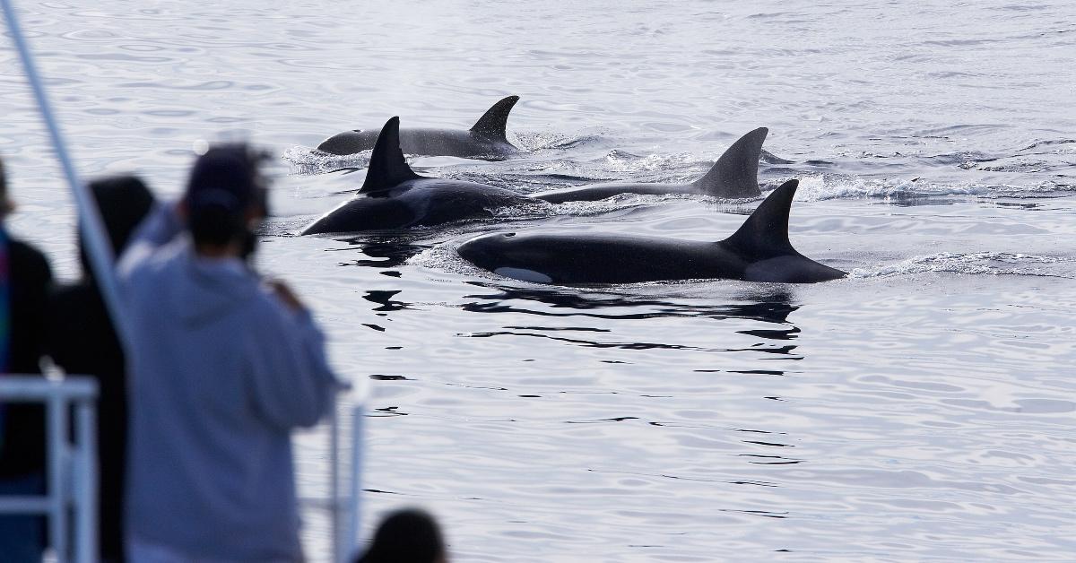 Why Are Orcas Attacking Boats? Their Behavior, Explained