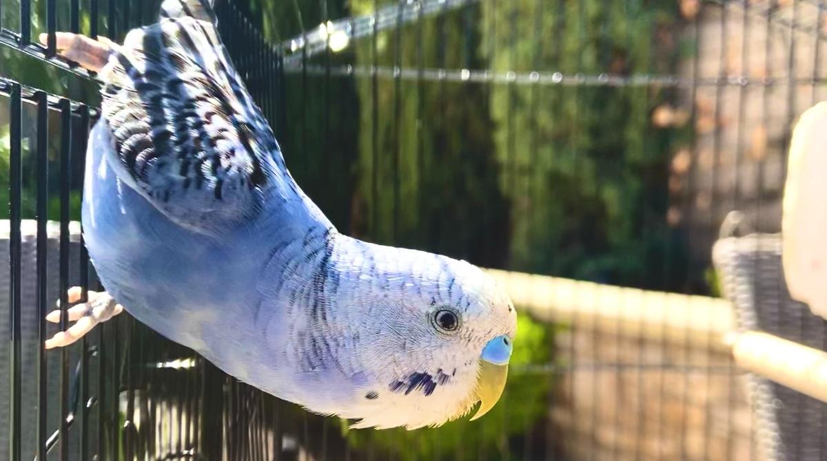 Your Guide to Fascinating Animals That Hang Upside Down