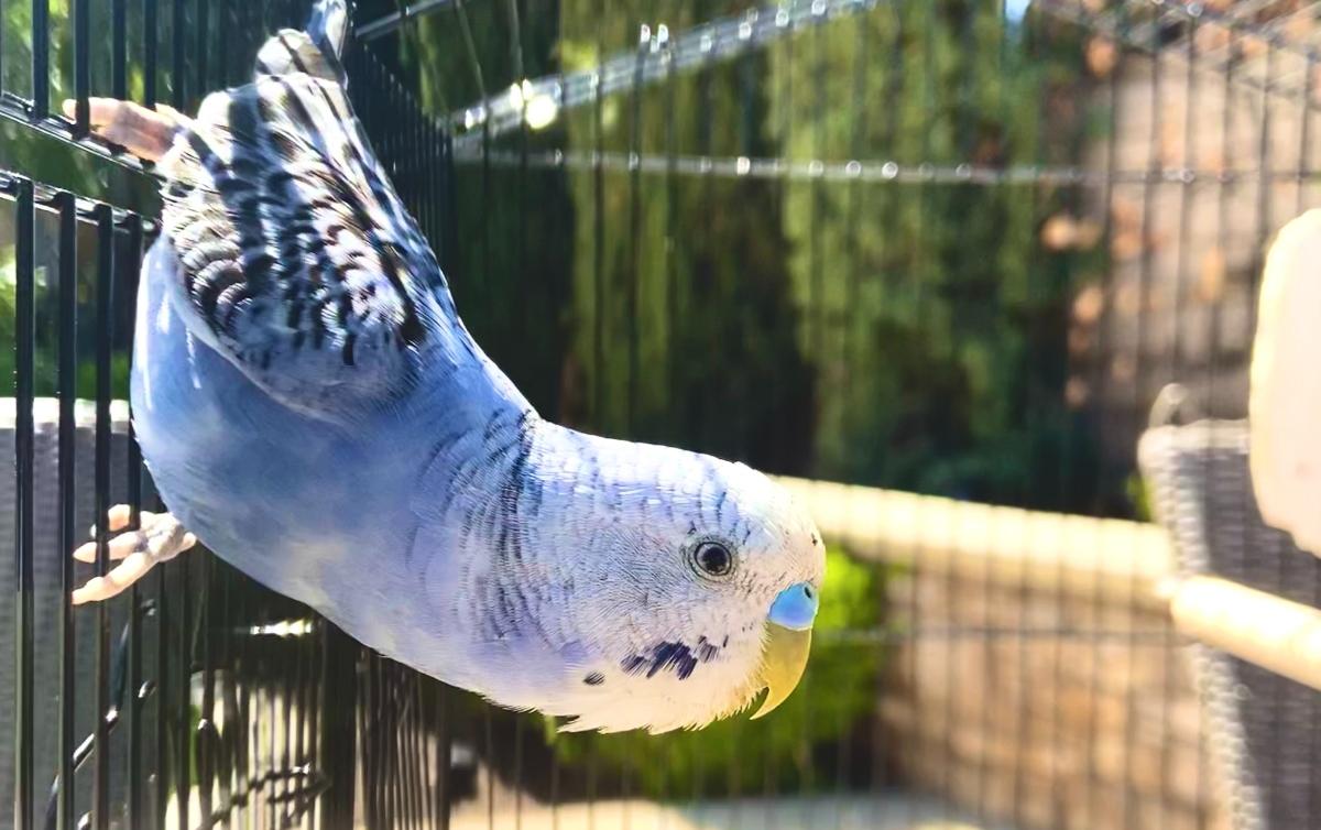 Your Guide to Fascinating Animals That Hang Upside Down