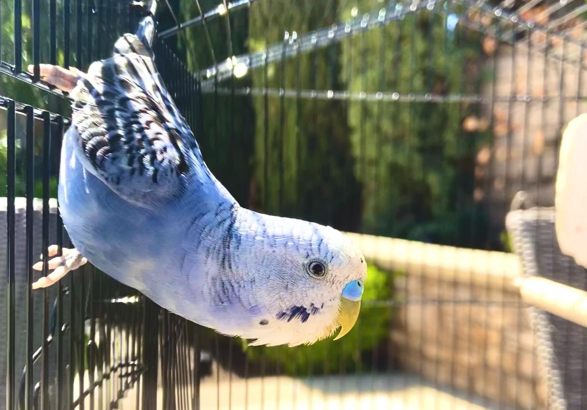 Your Guide to Fascinating Animals That Hang Upside Down