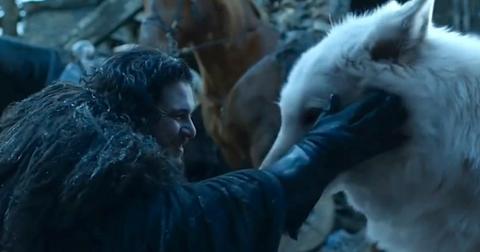 Why Did Dire Wolves Go Extinct? Plus, Just How Big Were They?