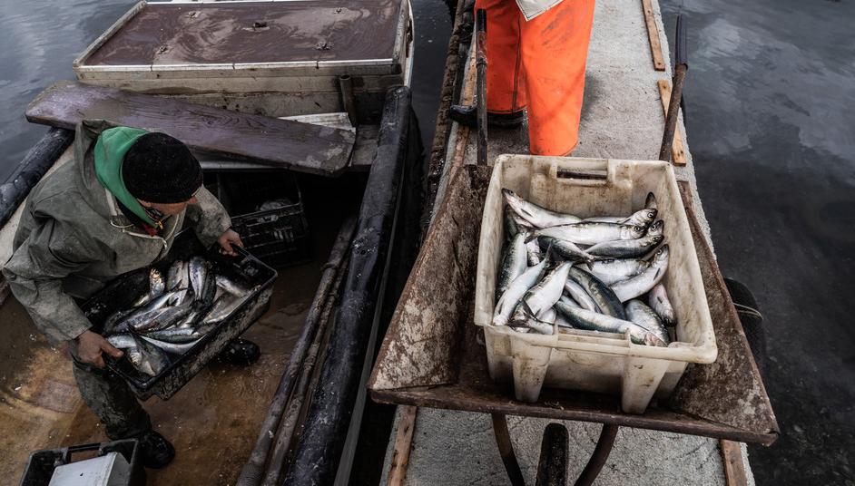 Why Is Overfishing a Problem, and What Can Be Done About It?