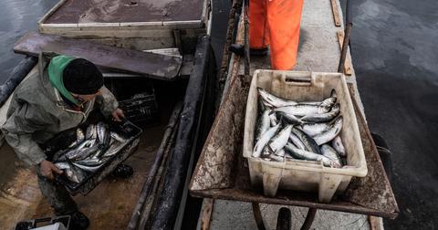 Why Is Overfishing a Problem, and What Can Be Done About It?