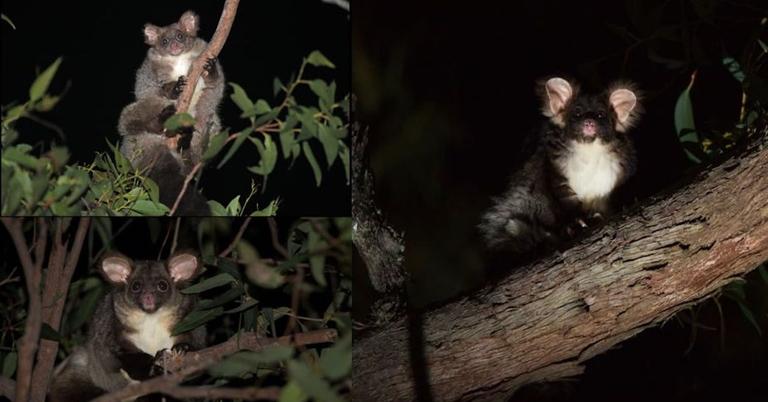 How Many New Species Were Discovered in 2020? The Year in Biodiversity