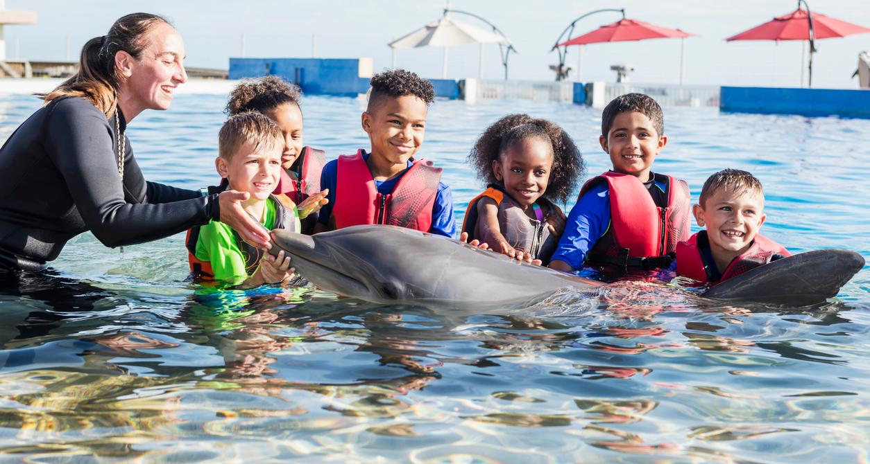 Are Dolphins Dangerous to Humans? Dolphin Encounters Pose Safety Risks