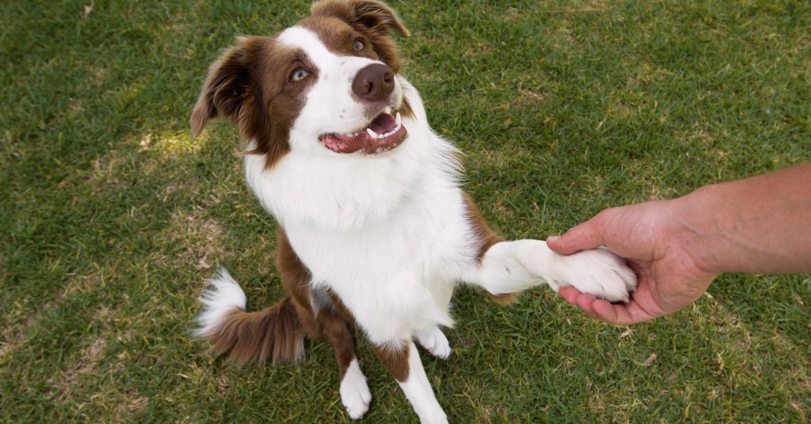 The 3-3-3 Rescue Dog Training Method, Explained By Experts (Exclusive)