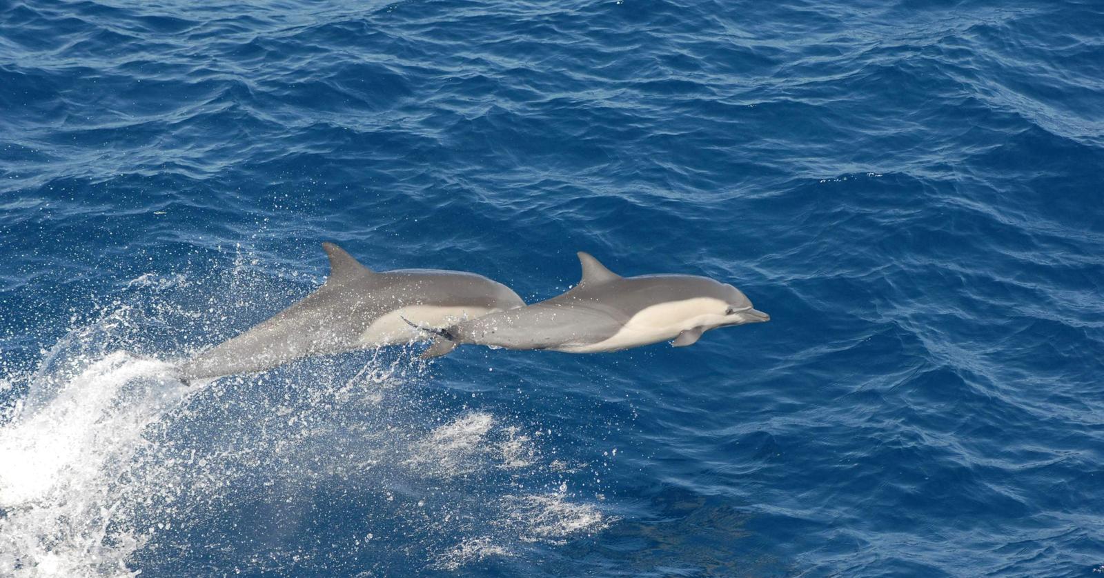 The Spiritual Significance of Seeing a Dolphin