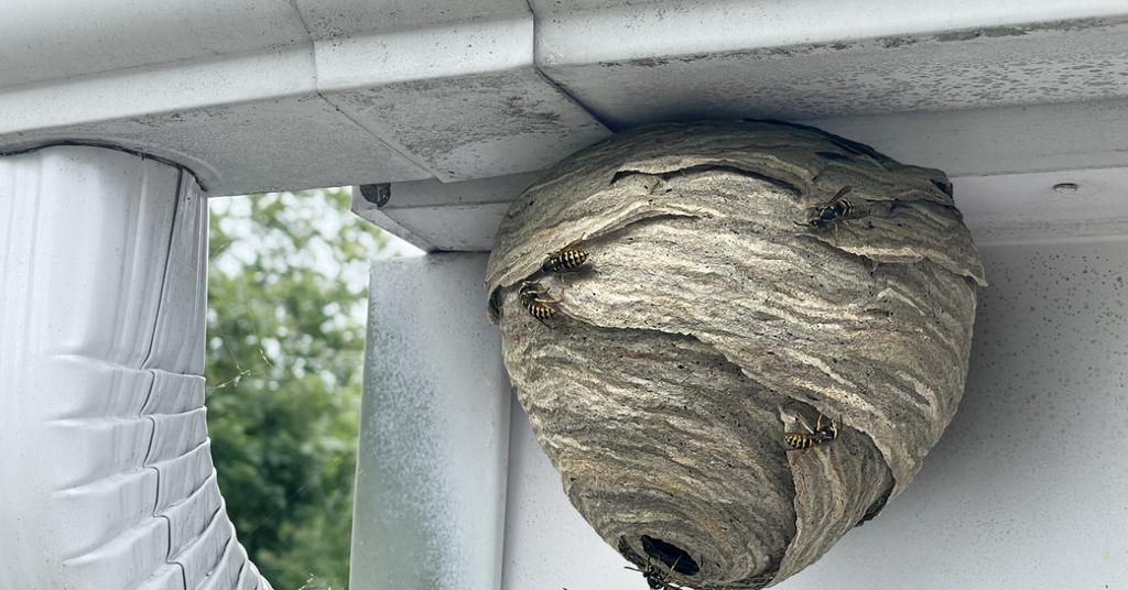 What Does a Wasp Nest Look Like? Know How to Identify One