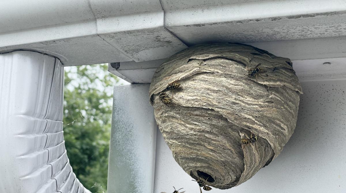 What Does a Wasp Nest Look Like? Know How to Identify One
