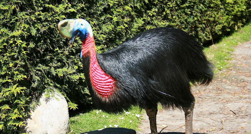 Why Are Cassowaries Dangerous? They're One of the Most Harmful Birds