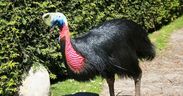 Why Are Cassowaries Dangerous? They're One of the Most Harmful Birds
